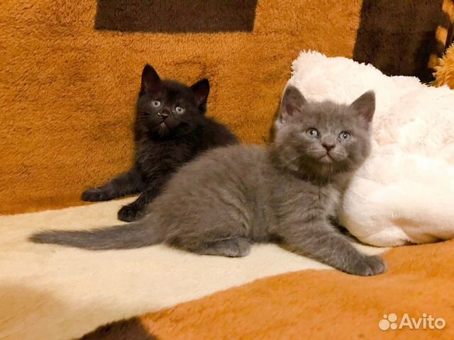 Шотландские котятки ждут своего хозяина