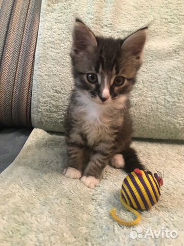 Кошечка ищет семью