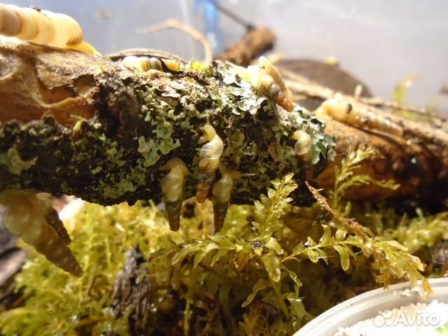 Улитки Субулина октона (Subulina octona)