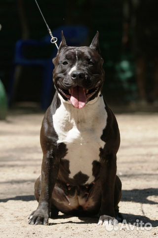 Кобель черный ам. стаффорда, отец импорт США