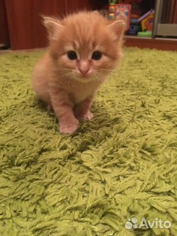 Котёнок в дар