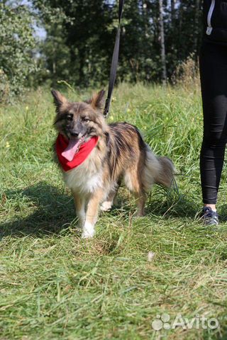 Метис колли- Бьянка в добрые руки бесплатно