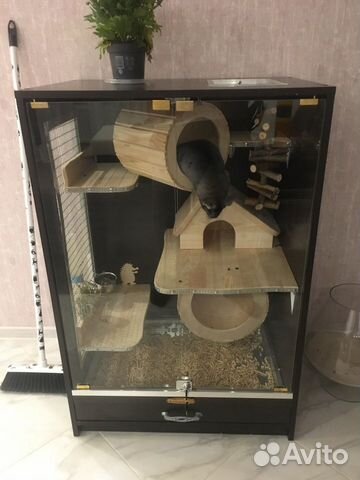 Продам Шиншиллу с Витриной