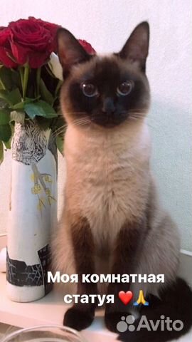 Ася и Мартин