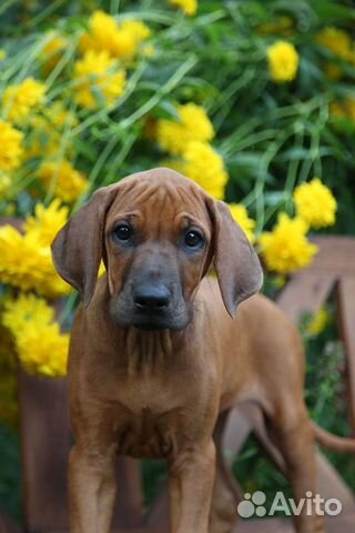 Девочка Родезийского Риджбека