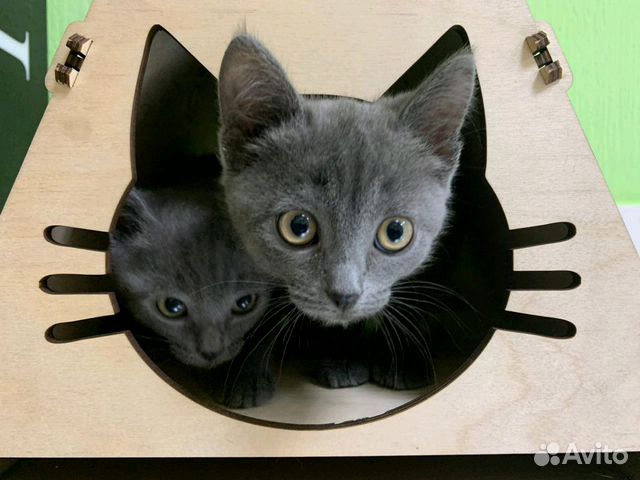Котятам нужен дом Добрые, здоровые, ждут своих мам
