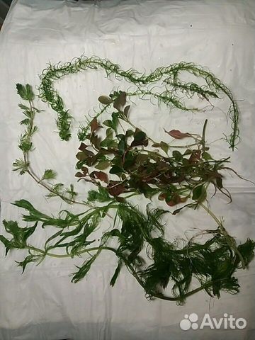 Растения после прополки