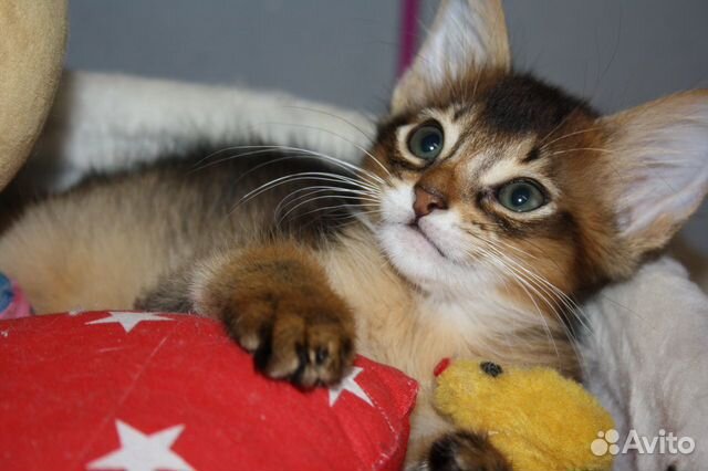 Цизар - сомалийский красавчик