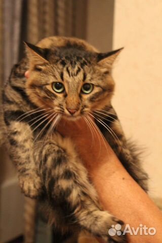 Котик