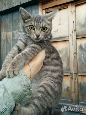 Котенок в добрые руки