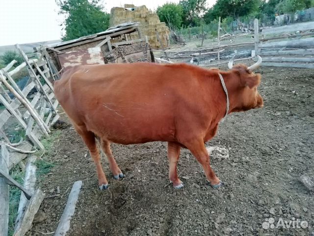 Продаётся карова