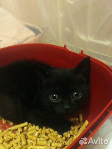 Котята