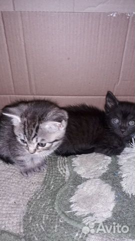 Котенок-метис