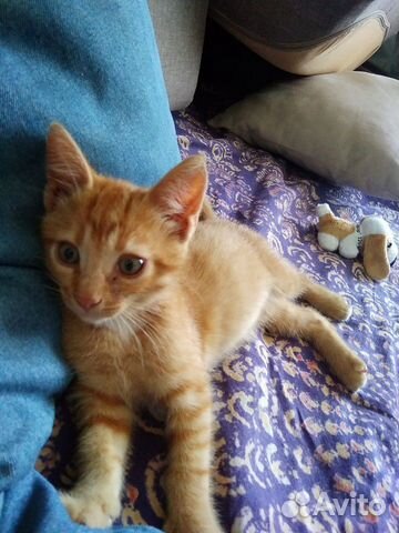 Рыжий котенок