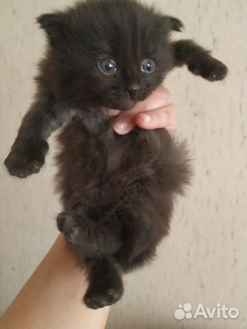 Котенок