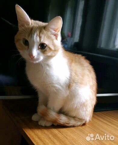 Котенок в добрые руки
