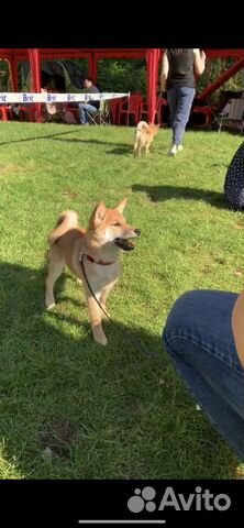Продаётся щенок Сиба-Ину