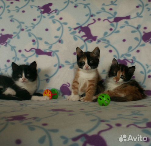 Четыре чистеньких чудесненьких котёнка