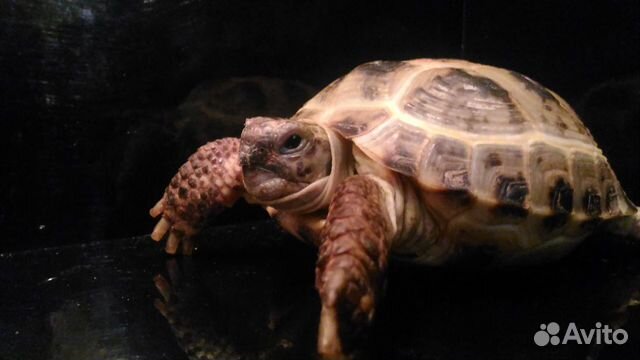 Сухопутная черепаха