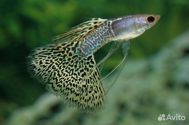 Гуппи "Кобра неон"