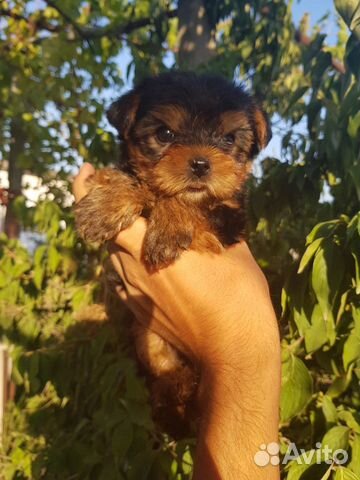 Щенок Йорика ищет любящих хозяев