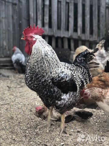 Куры Плимутрок 1+1