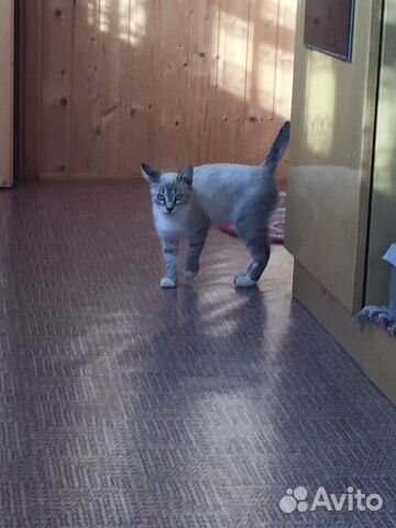 Котенок от Тайского бобтейла