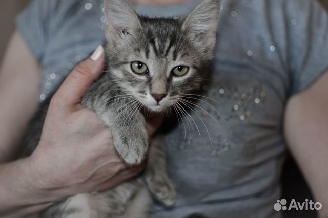 Котенок Боря