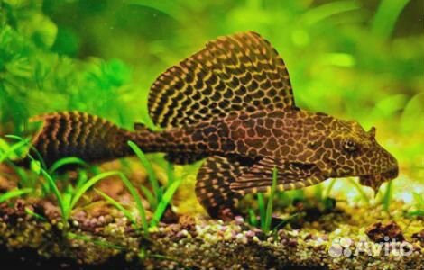 Птеригоплихт