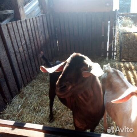 Продам козлов или поменяю на поросят
