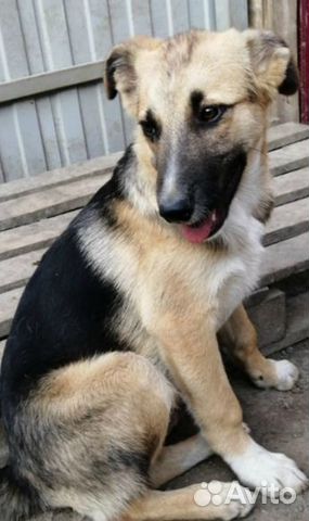 Щенок,похож на овчарку