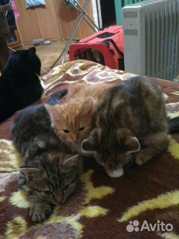 3-месячные котята с приданным
