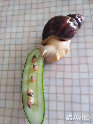 Улитки Ахатины