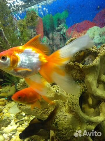 Рыбки золотые