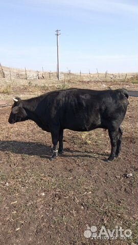 Стальная корова