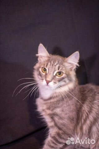 Котенок Маркус, мраморного окраса