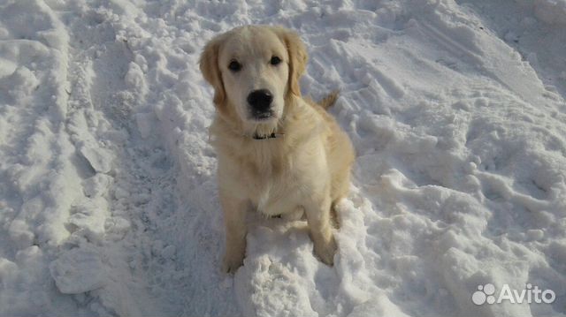 Бронь щенков "Золотистого Ретривера"