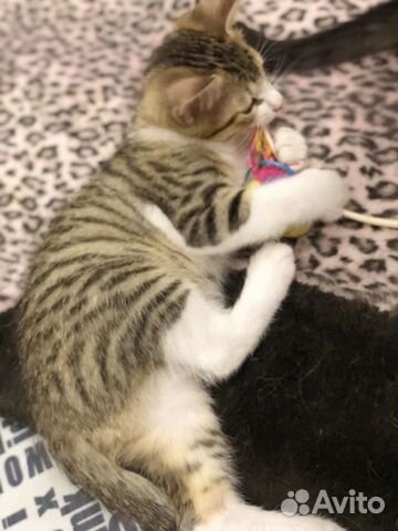 Котёнок ищет дом
