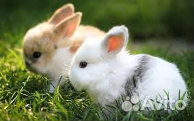 Декоративные крольчатки
