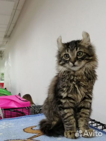 Котик Американского Кёрла