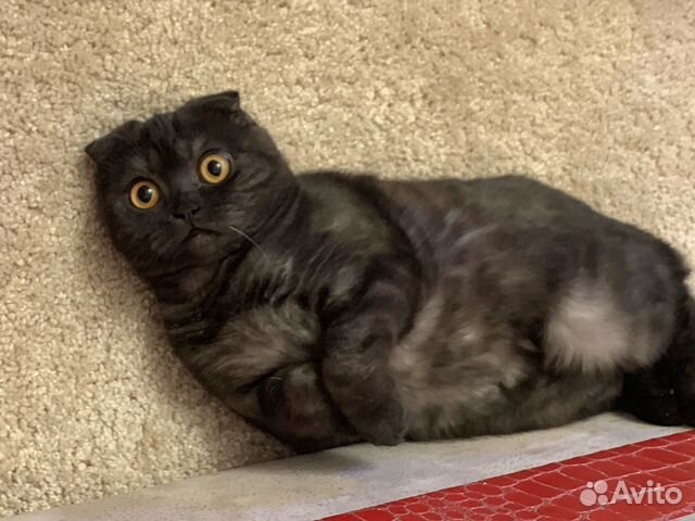 Кошечка 7 мес