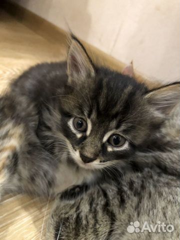Серая кошечка котёнок
