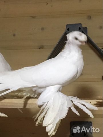 Голубь узбекские голуби