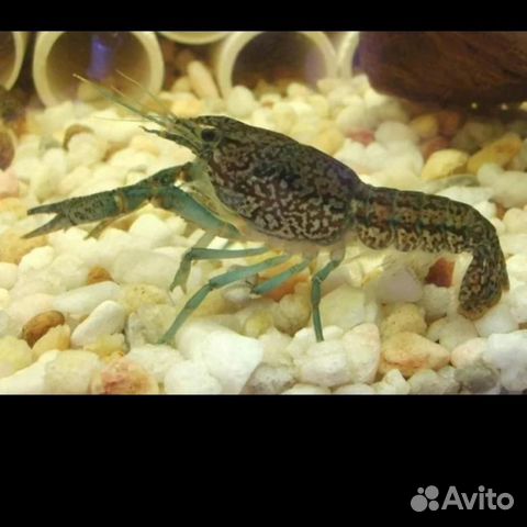 Мраморный рак