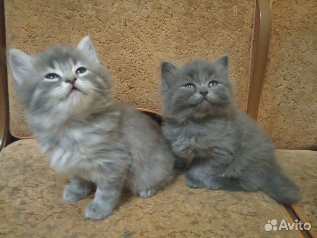 Отдам в добрые руки котенка шотландской породы