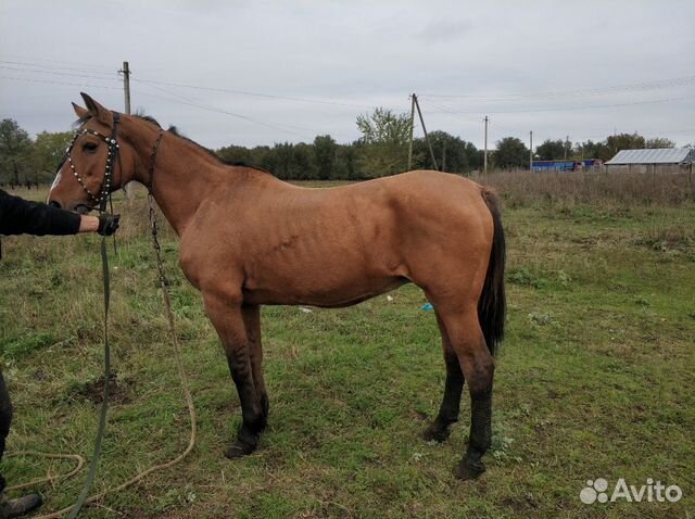 Продается лошадь