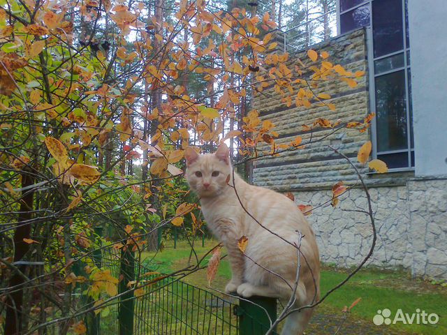 Рыжик, 5 мес