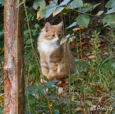 Котенок рыженький