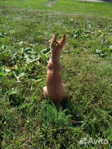 Фокси ищет дом