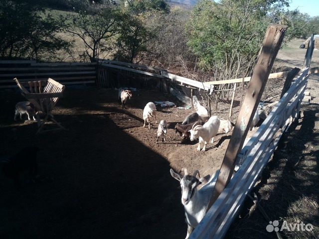 Продам стадо коз